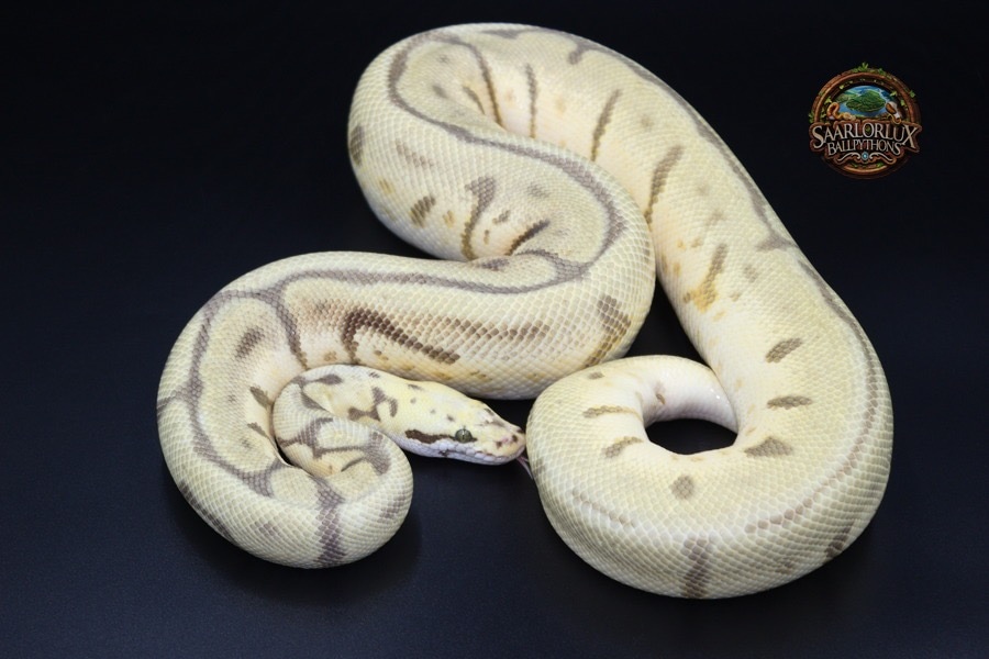 Super Pastel Leopard Enchi Spider Het Axanthic TSK Ball Python by ...