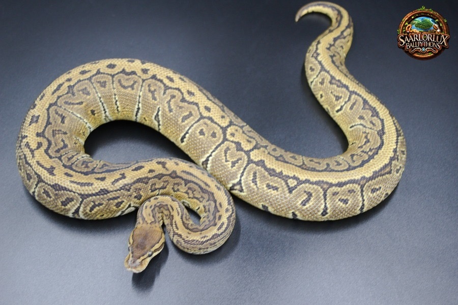 Hurricane Pinstripe Ball Python by SaarLorLux-ballpythons - MorphMarket