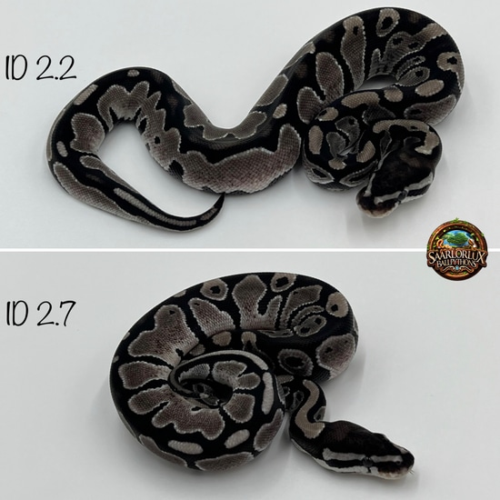 PAIR Axanthic TSK 100% Het Pied 2023 Ball Python by SaarLorLux-ballpythons