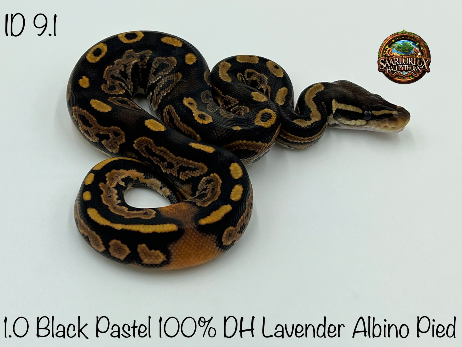 Black Pastel 100% DH Lavender Albino Pied 2023 Ball Python by ...