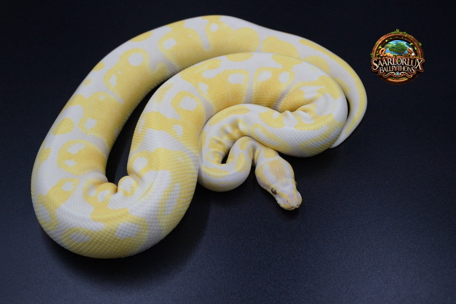 Lavender Albino 100% Het Pied Ball Python by SaarLorLux-ballpythons ...