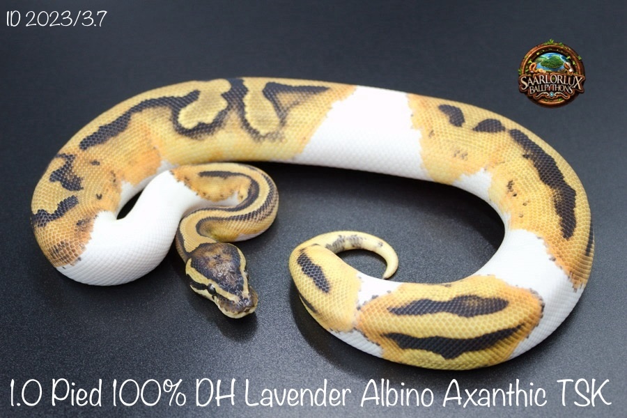 Pied 100% Het Lavender Albino Axanthic TSK 2023 Ball Python by ...