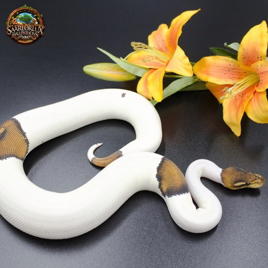 Black Pastel Pied 100% Het Lavender Albino Ball Python by SaarLorLux ...