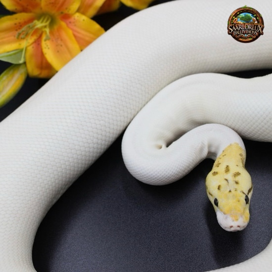 Killer Bee Pied Ball Python by SaarLorLux-ballpythons