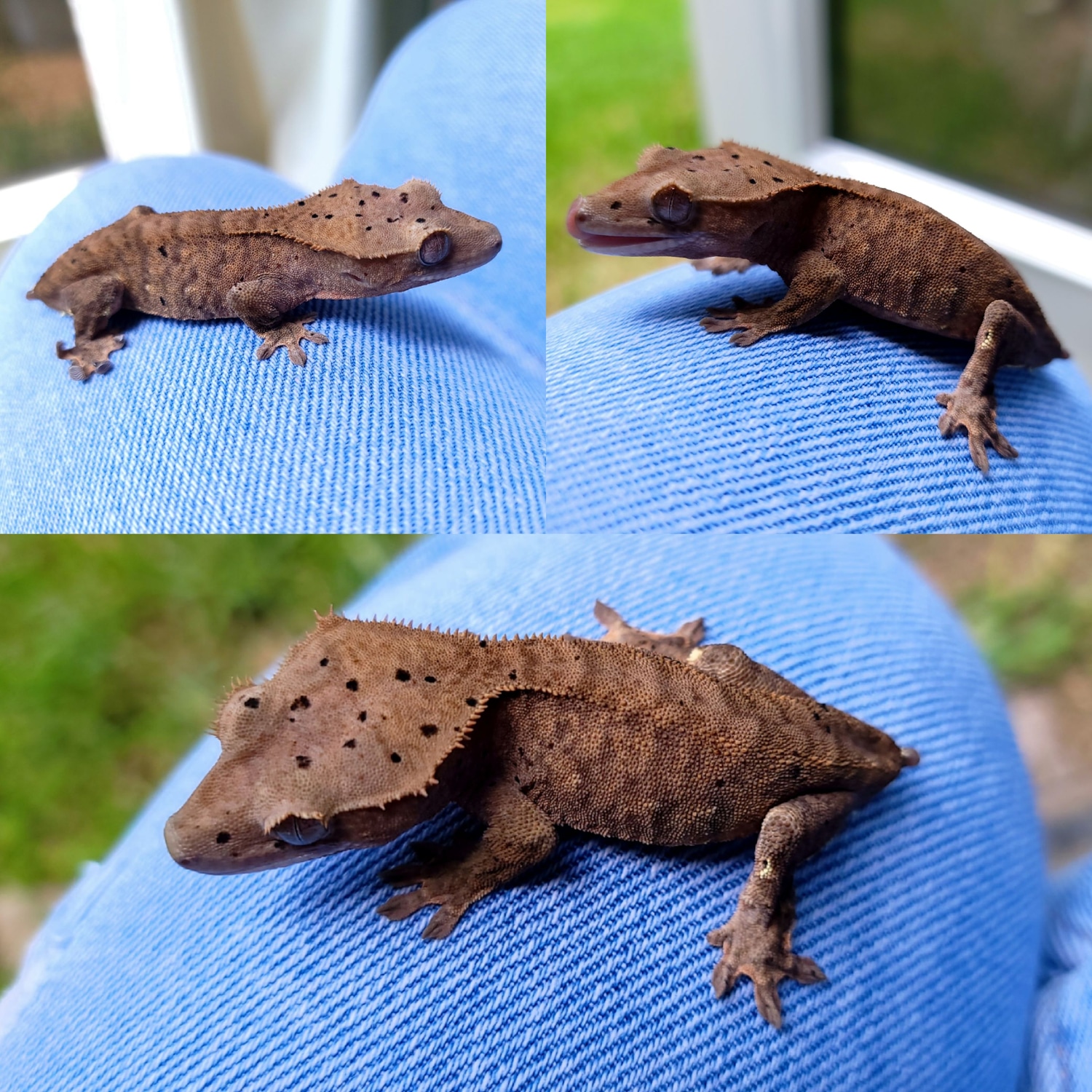 50% Het Axanthic Crested Gecko by Mother Of Geckos - MorphMarket