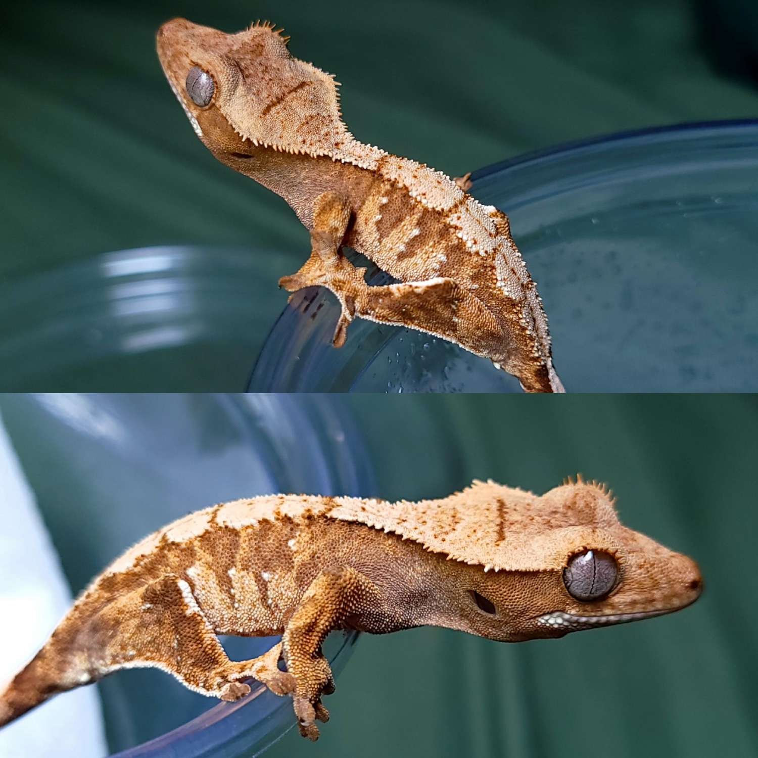 Free Shipping Crested Gecko by Mother Of Geckos - MorphMarket