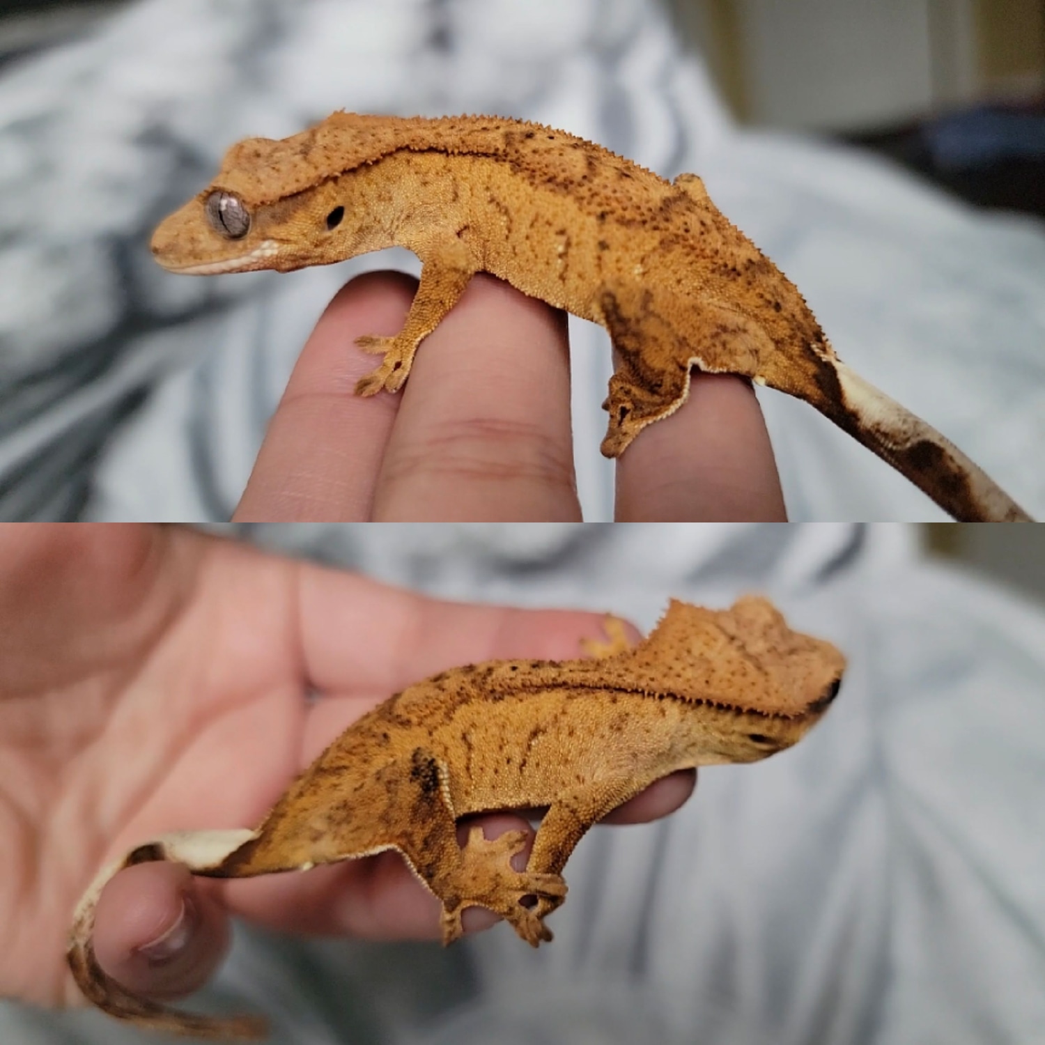 Free Shipping Crested Gecko by Mother Of Geckos - MorphMarket