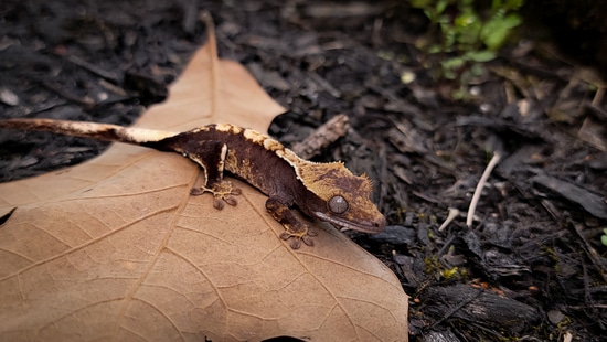 Moonglow X Dark Star (NPV) Crested Gecko by Mother Of Geckos