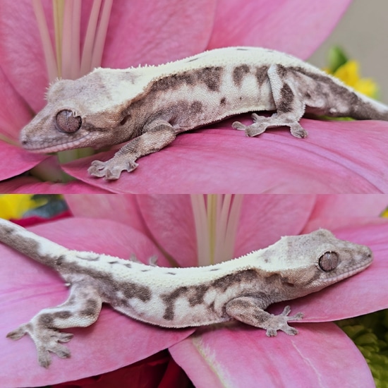 *LIMITED TIME OFFER* Super Sable Lily White Crested Gecko by Mother Of Geckos