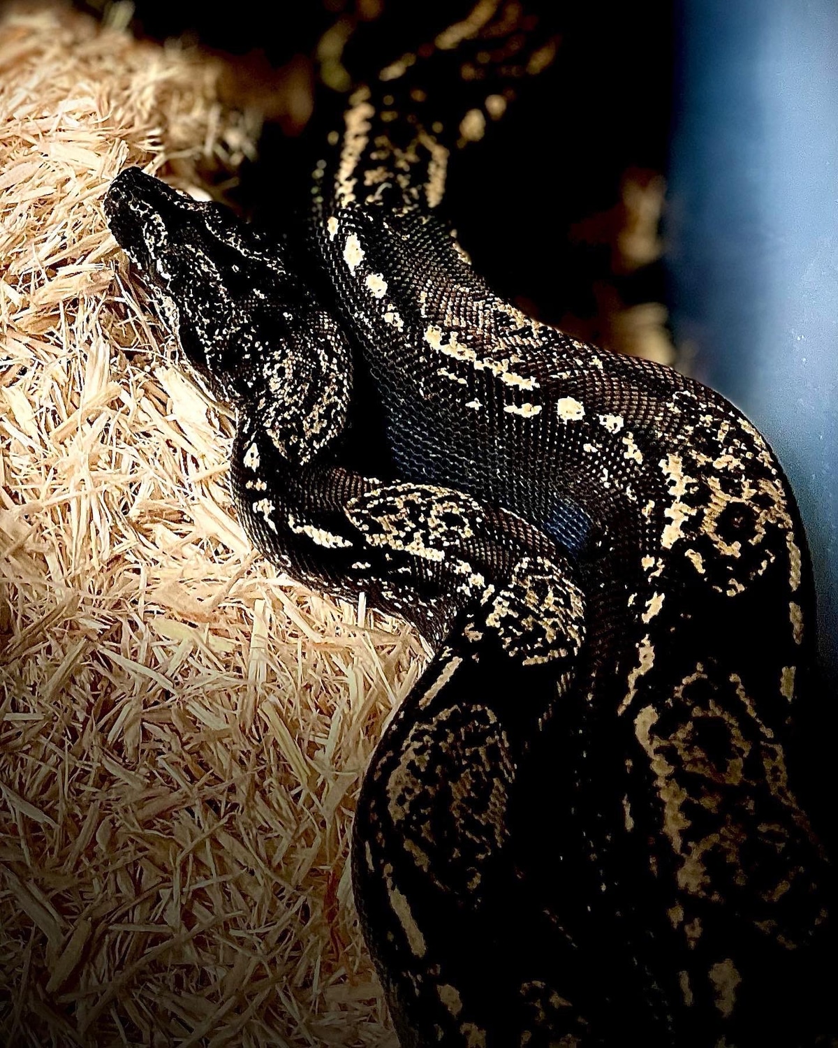 Ramsay Bolton: IMG Arabesque Het. BEA, 50% Het Albino (Kahl) Boa ...