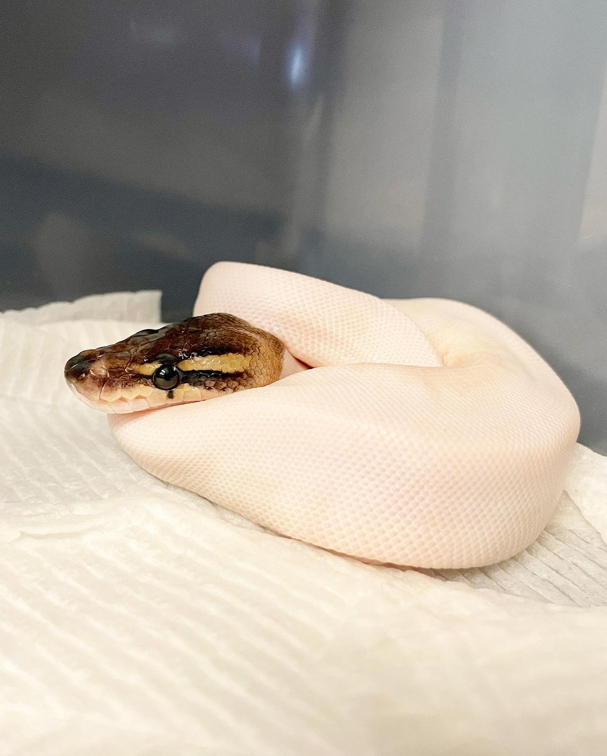 Black Pastel Pied 50% Het Candy 50% Het Lavender Albino Ball Python by ...