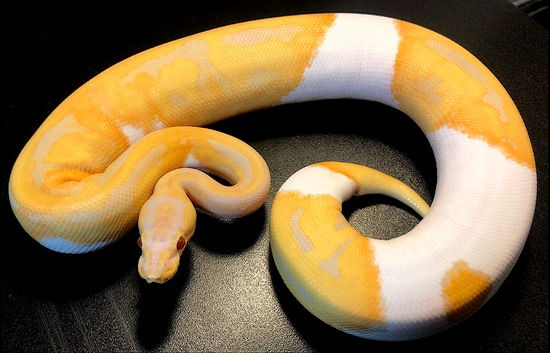 2021 Female Candino Pied Produced By Ballroom Pythons South! Ball ...