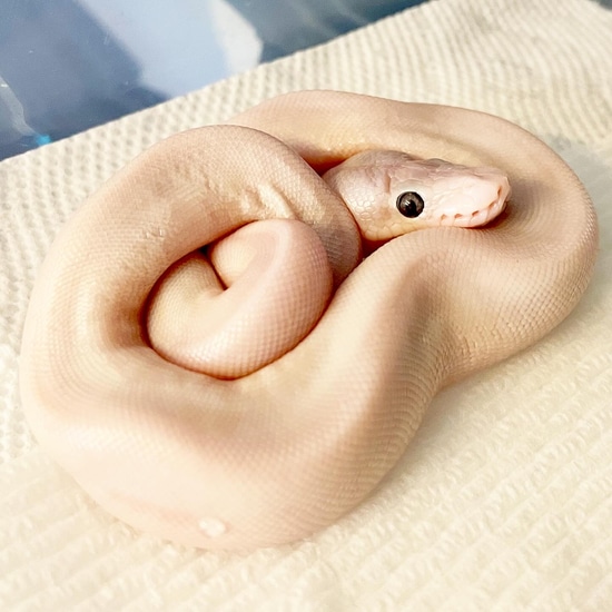 Super Mojave Black Pastel BEL (Blue-Eyed Leucy) Leucistic White Ball ...