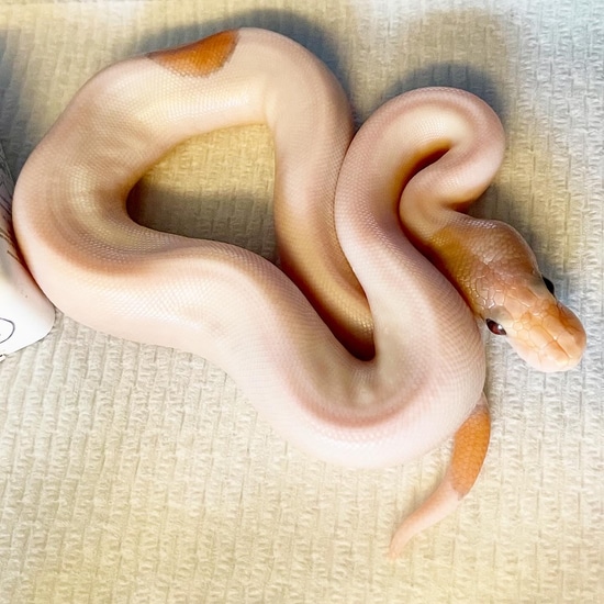 Black Pastel X Banana (Coral Glow) X Piebald "Pied" Ball Python by ...