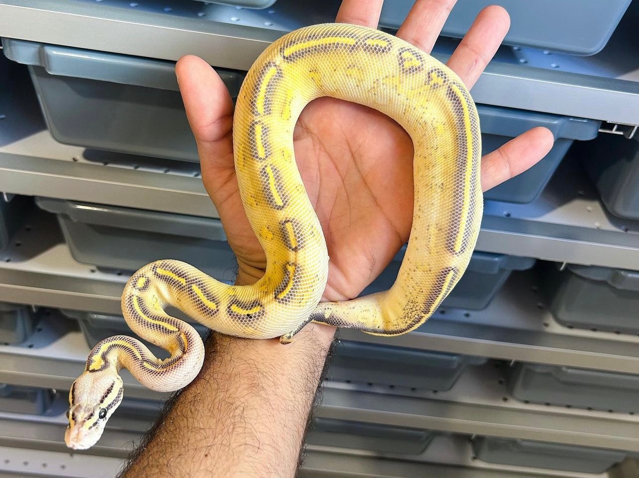 Highway Pastel (+) Ball Python by Sabri Regius Morphs - MorphMarket