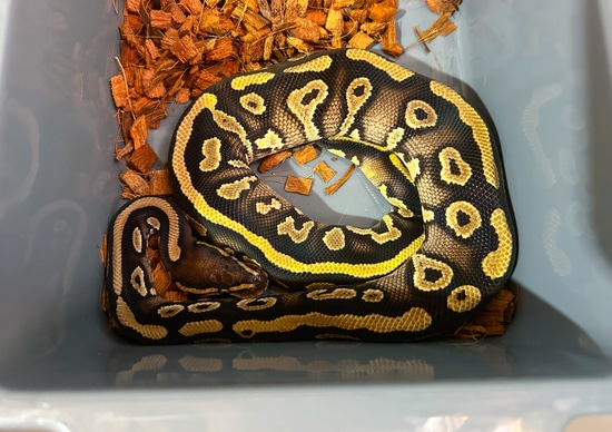 (Enchi) Phantom Yellow Belly 100%Het Piebald Ball Python by Sabri Regius Morphs