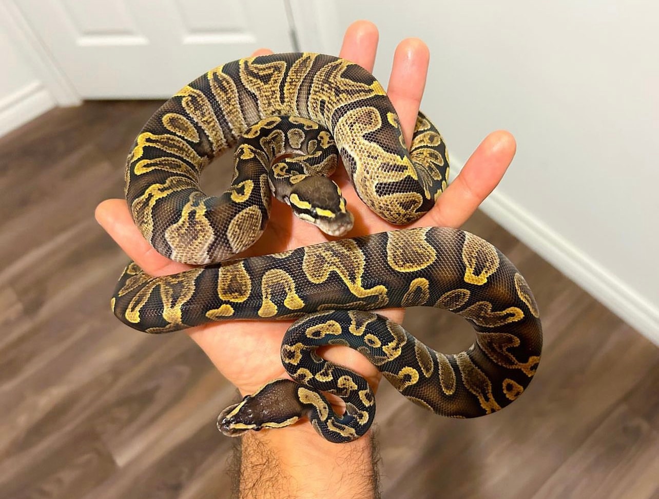 Male GHI & Female GHI Fire 100%DHet Piebald Hypo Ball Python by Sabri ...