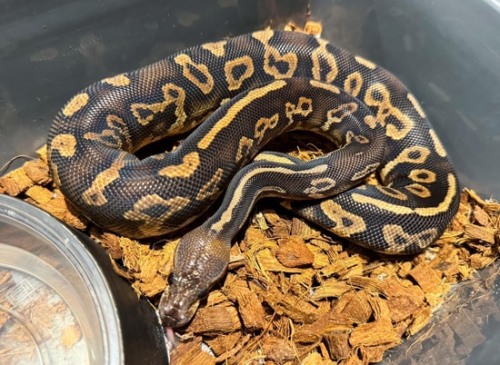 Confusion Black Pastel Lace Black Back Spark Or Orange Belly Ball ...