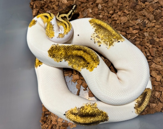 Orange Dream Pastel Yellow Belly Piebald Ball Python by Sabri Regius Morphs