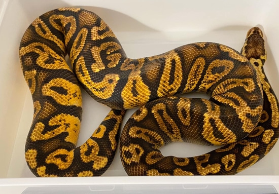 GHI Pastel NR Mandarin (From Super NR Mandarin) Ball Python by Sabri ...