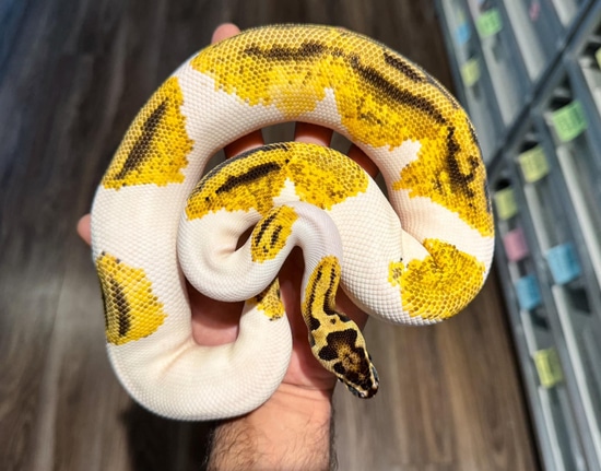 Super Pastel Yellow Belly Piebald Possible (NR Mandarin) Ball Python by ...