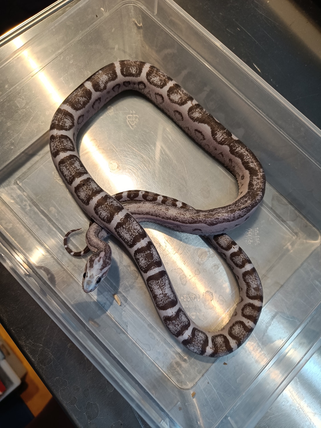 Anery Scaleless 66% Het Amel Corn Snake by Mrsnake.eu - MorphMarket