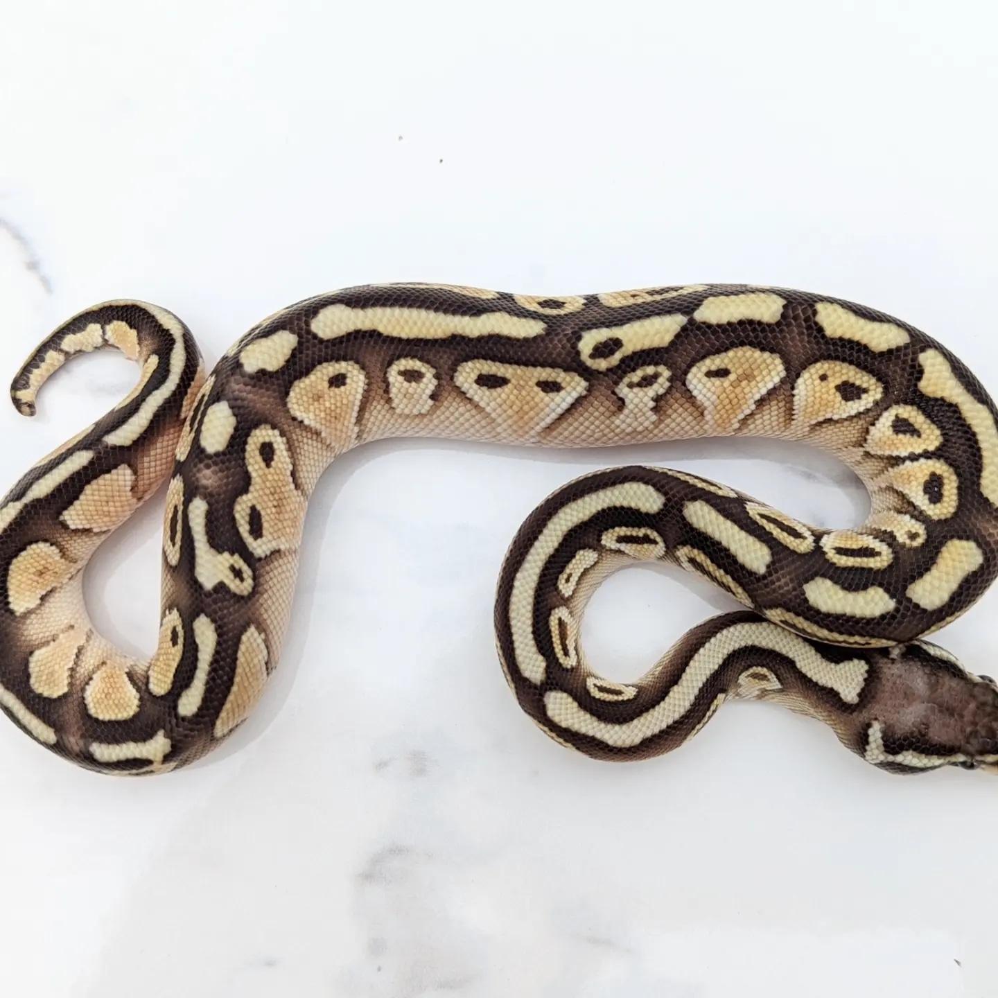 Pastel Lesser, Pos Orange Dream 50% Het Hypo Ball Python by Sacred ...