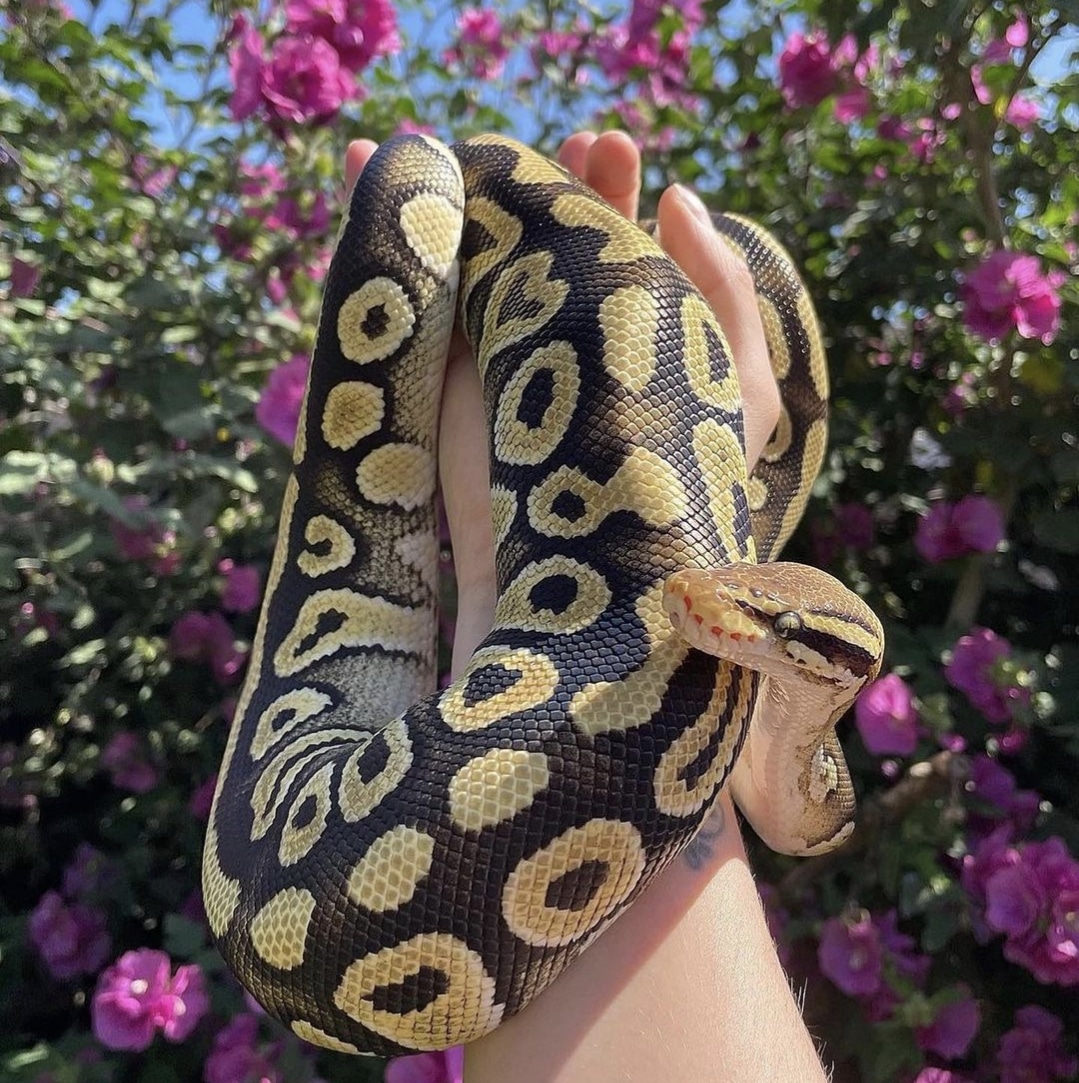 Sacred Royals's Collection - MorphMarket