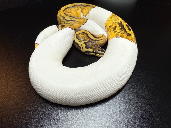 Pastel Fire Fly Pied 100% Het Clown Ball Python by Sacred Scales Exotics