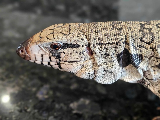 Pure Blue Tegu Argentine Tegus by Sacred Geckos & Exotics