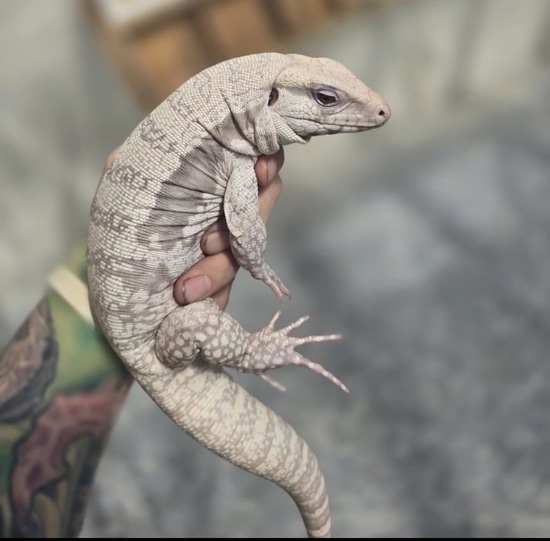 Pure Blue Albino Tegu Argentine Tegus by Sacred Geckos & Exotics