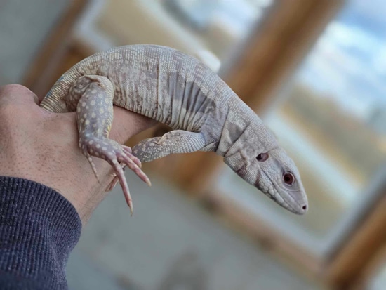 Pure Blue Albino Tegu Argentine Tegus by Sacred Geckos & Exotics