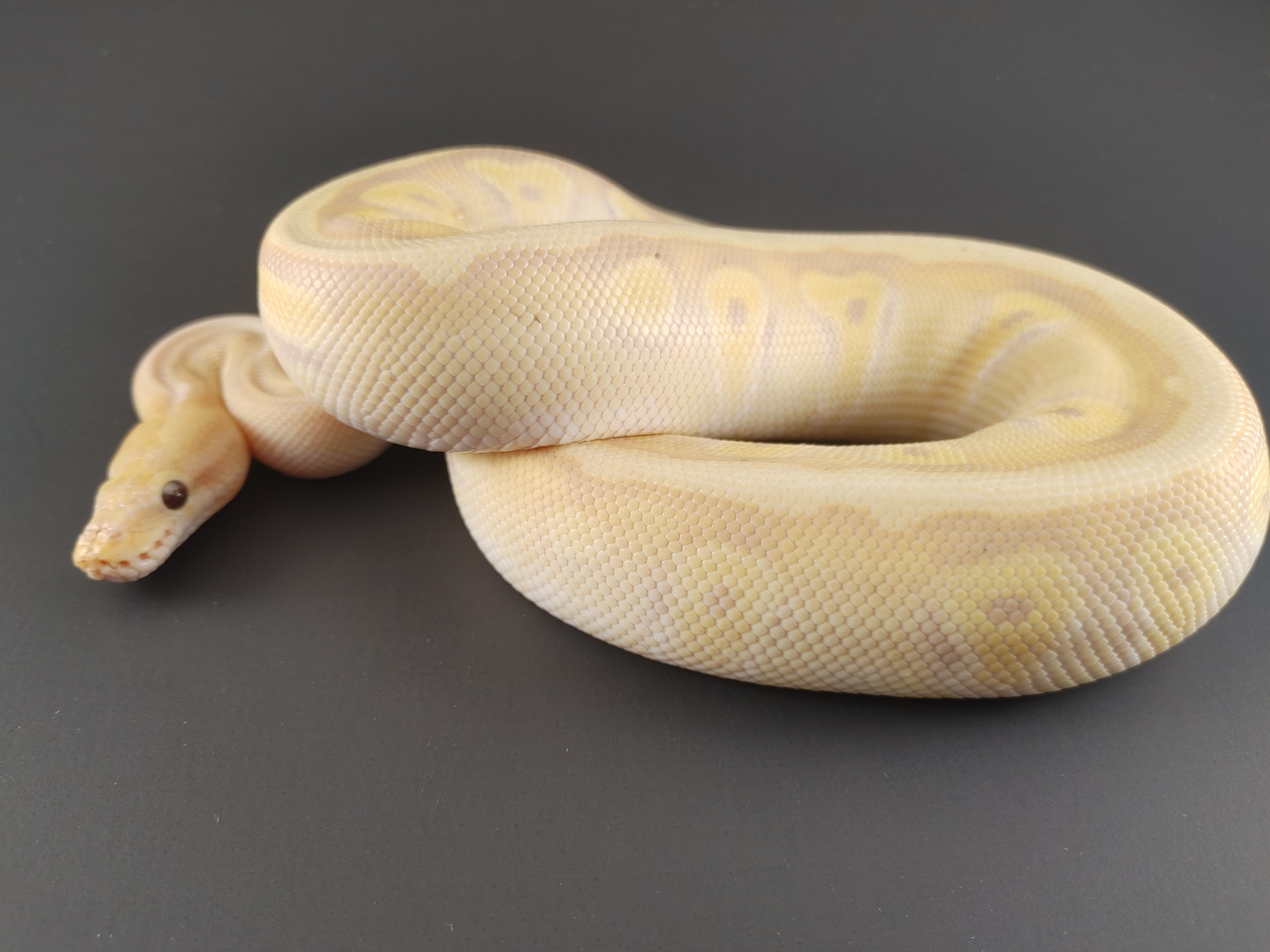 Banana HGW Mojave Enchi Leopard 50% Het Piebald Ball Python by Saddle ...