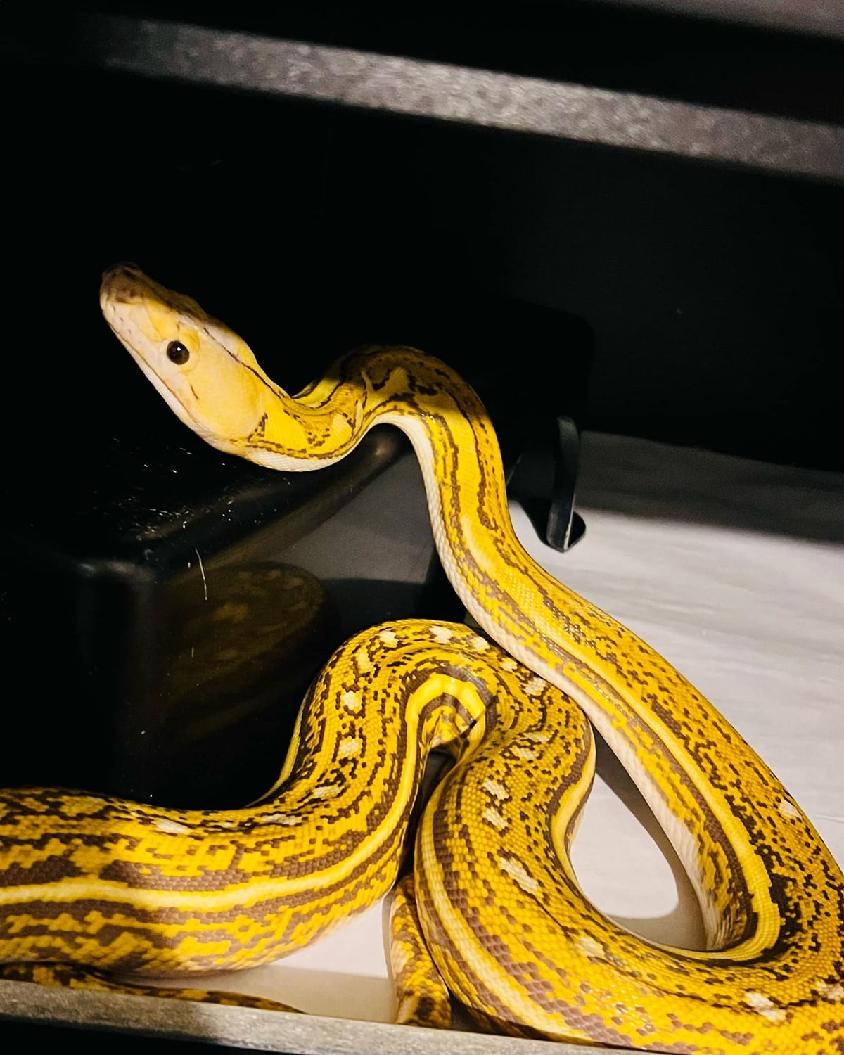 Mochino Anthrax Tiger Reticulated Python by Whips, Chains & Scales ...