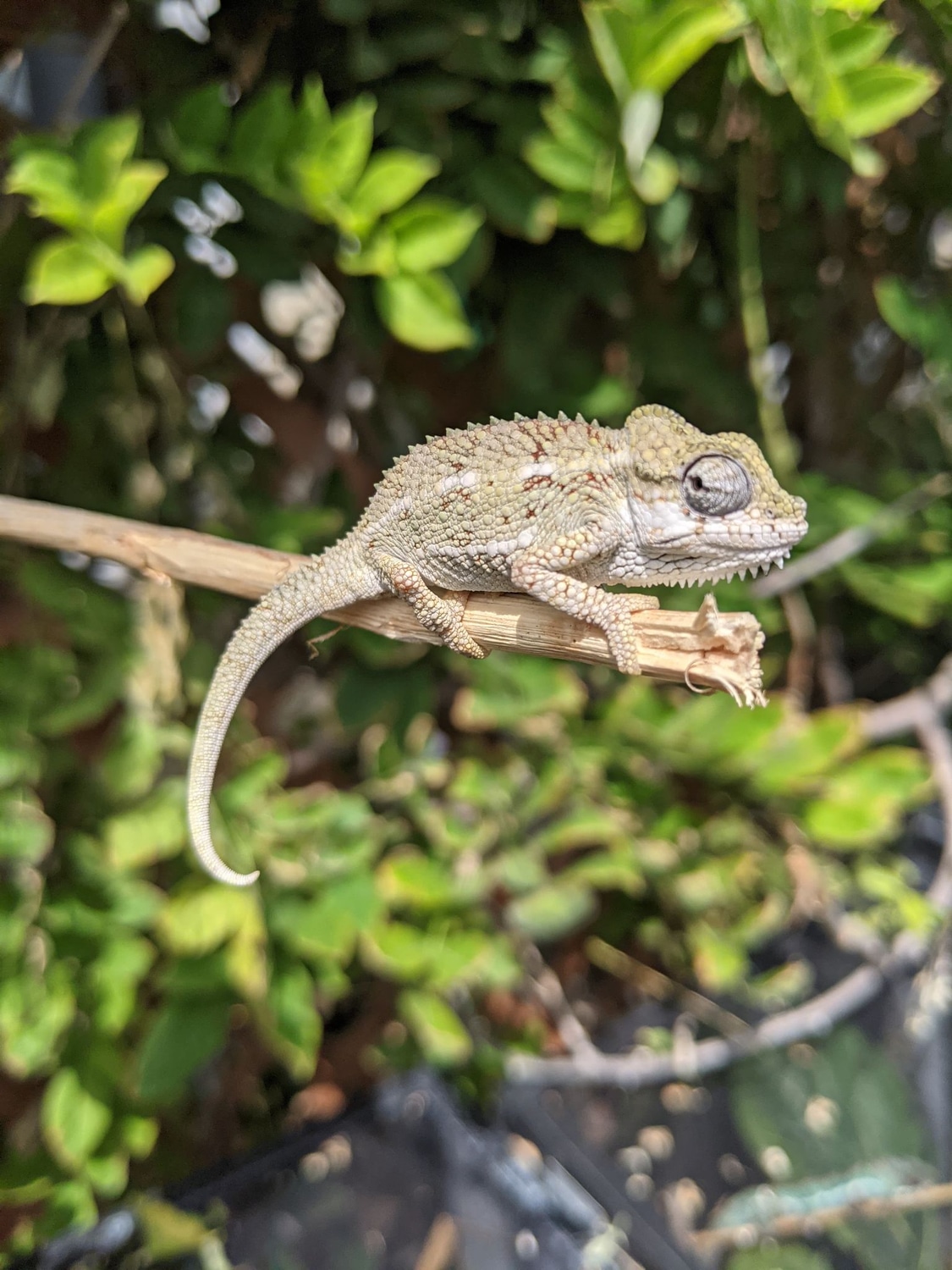 Cb Male Helmeted Chameleon Other Chameleon by West Coast Chameleon ...