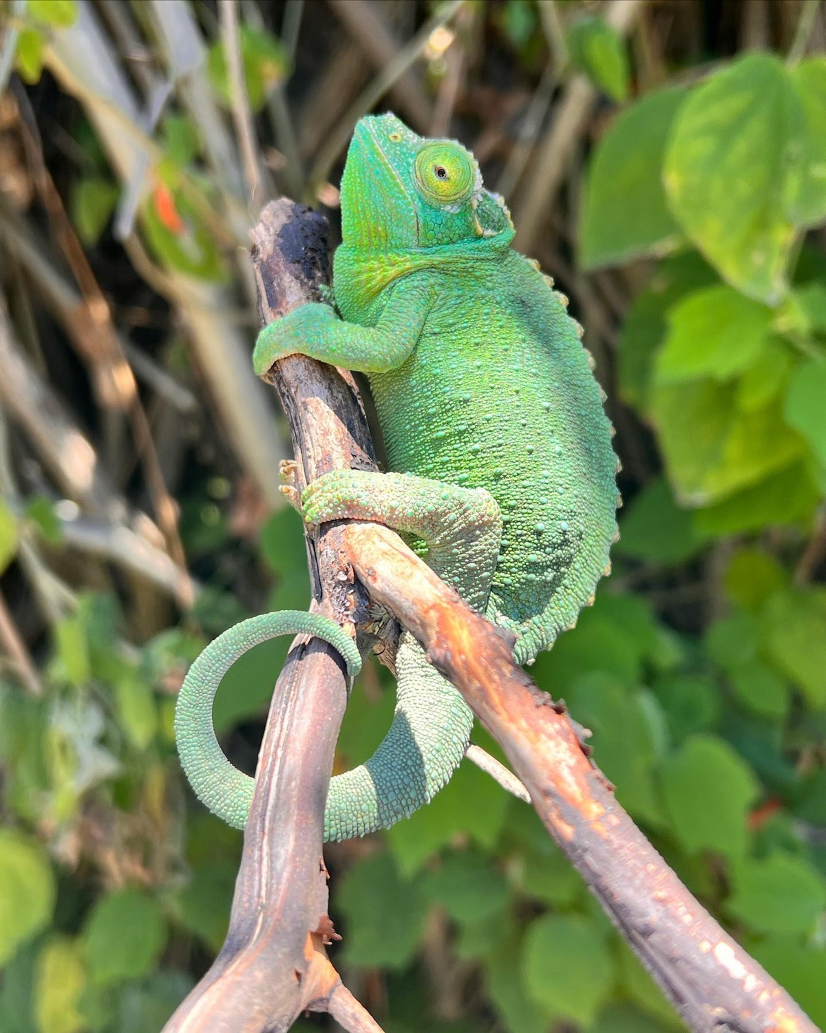 Stunning Female Jackson's Chameleon by West Coast Chameleon Brothers ...