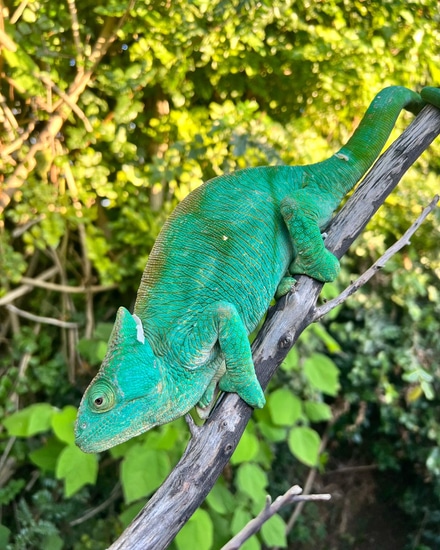 Female Yellow Lip Parsons Chameleon Parson's Chameleon by West Coast ...