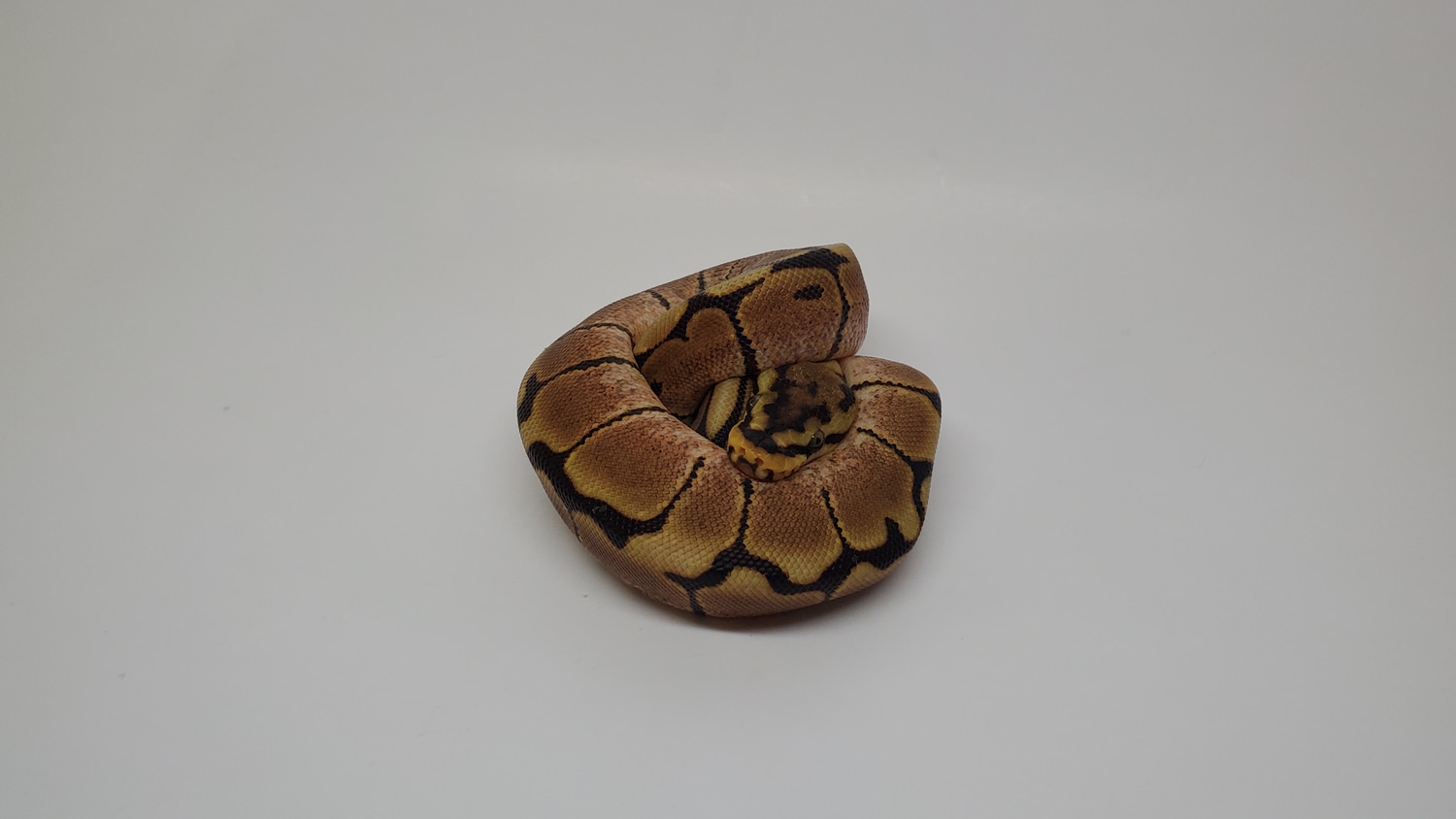 Spider Ball Python by Dark Matter Reptiles - MorphMarket