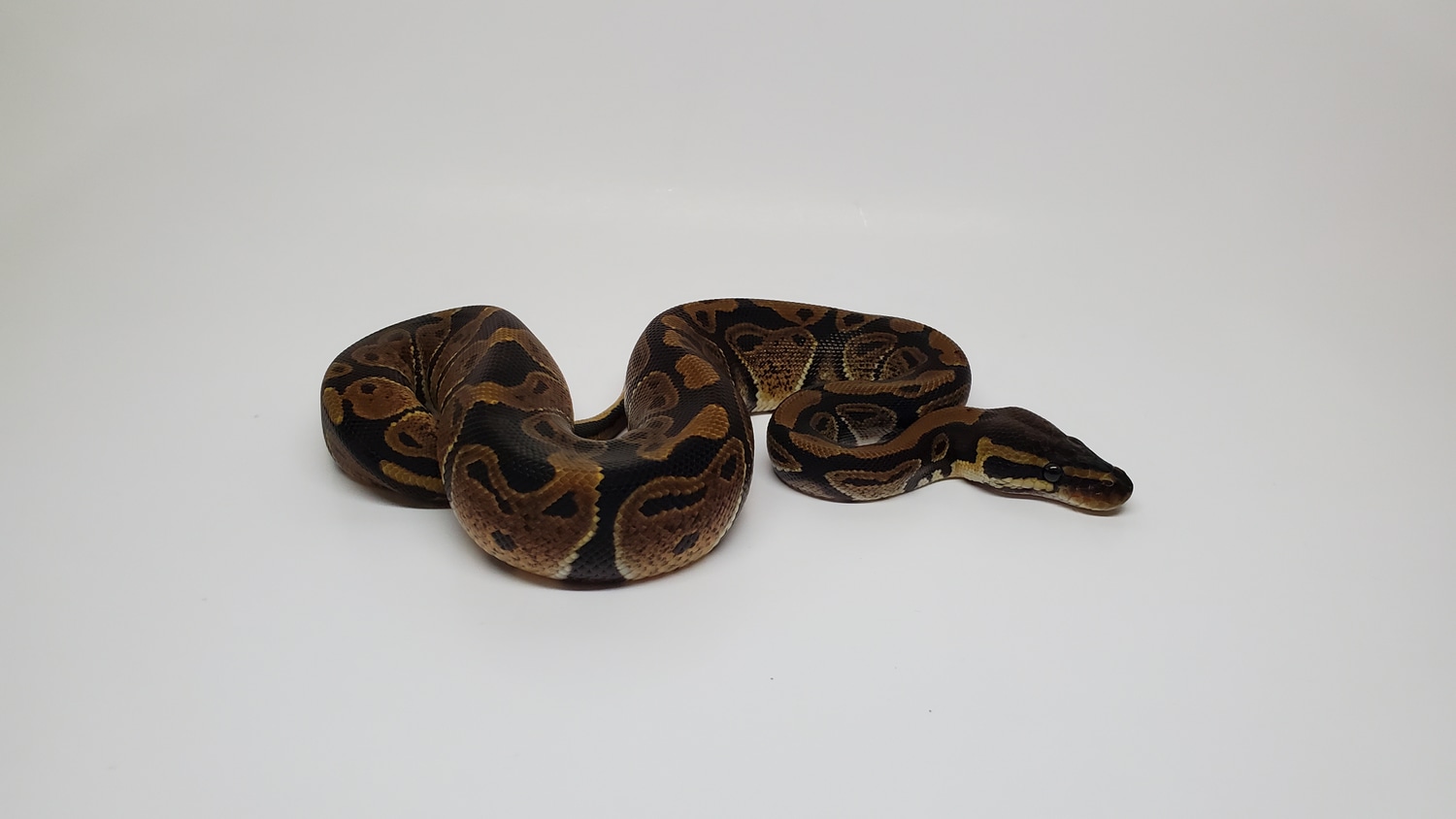 Het Albino Ball Python by Dark Matter Reptiles - MorphMarket