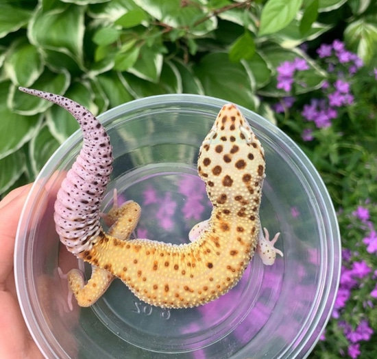 Mack Snow Eclipse Leopard Gecko by Brooke's Bells and Bolds