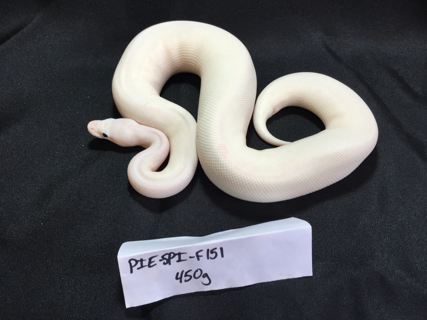 White Wedding Spider Pied Ball Python by Safari Pets - MorphMarket