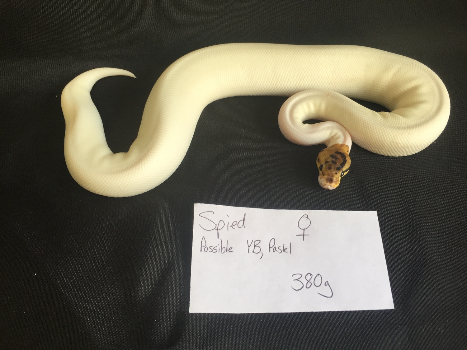 Spied Ball Python by Safari Pets - MorphMarket