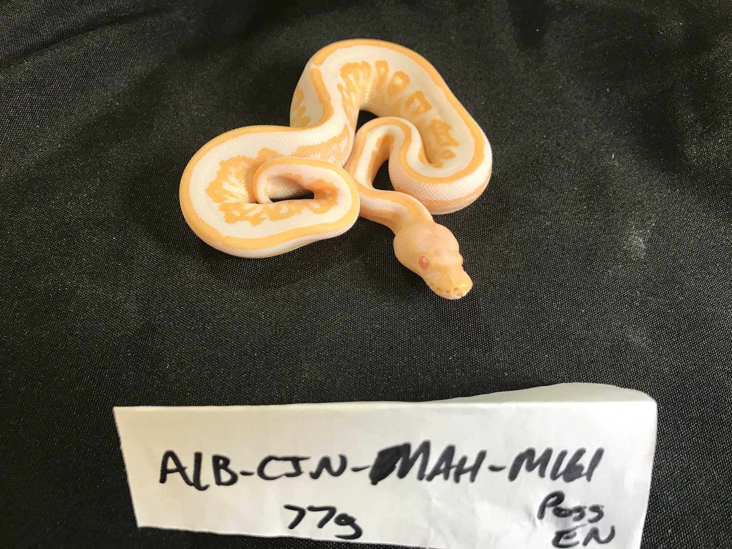 Albino Cinnamon Mahogany Ball Python by Safari Pets - MorphMarket