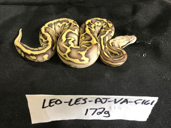 Leopard Lesser Pastel Vanilla Ball Python by Safari Pets