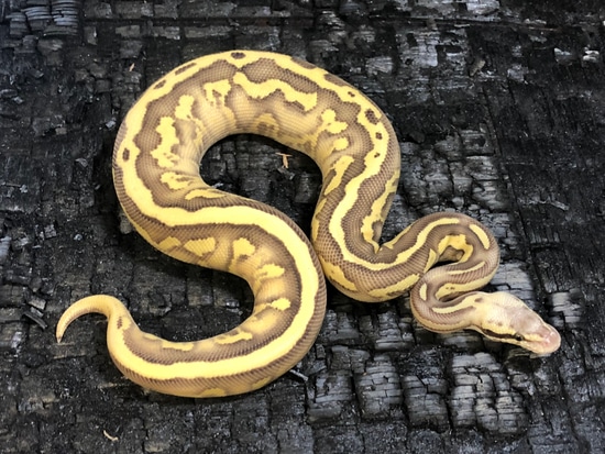 Leopard Lesser Firefly Ball Python by Safari Pets