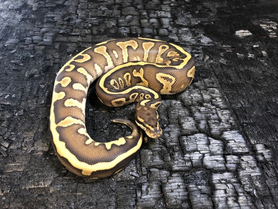 Leopard Lesser Ball Python by Safari Pets