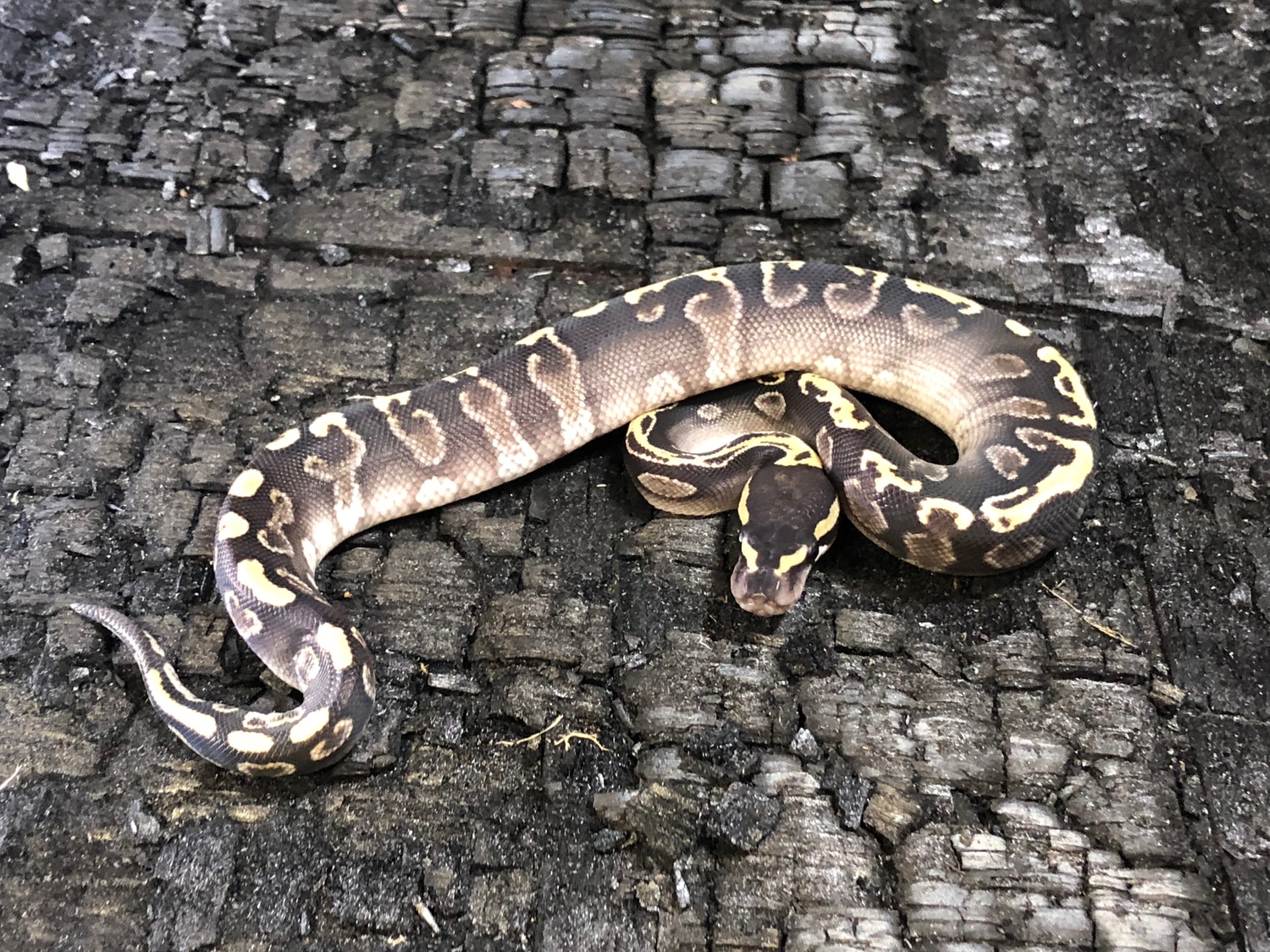 GHI Mojave Het Hypo Ball Python by Safari Pets - MorphMarket