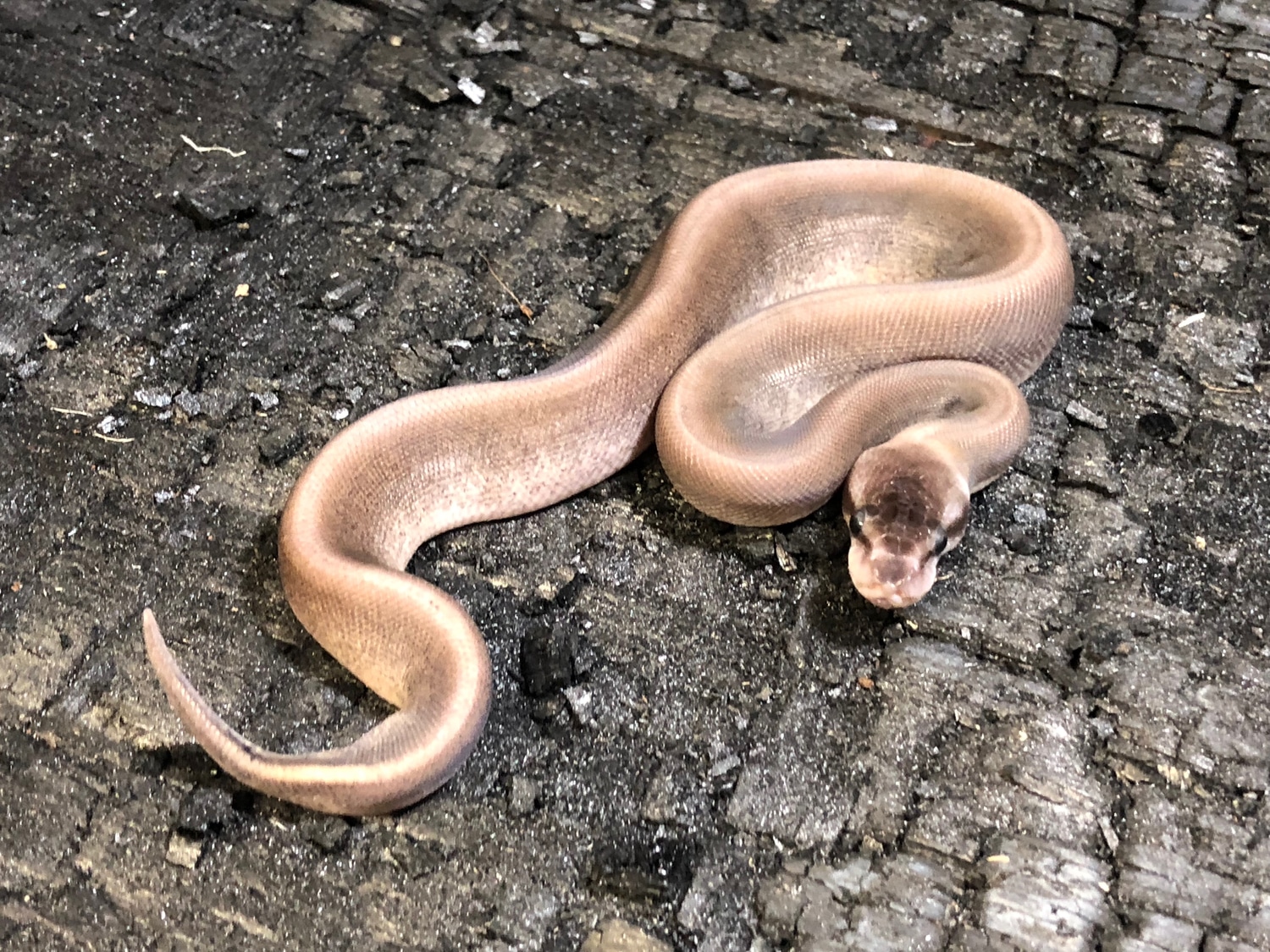Suma Pastel Het Albino Ball Python by Safari Pets - MorphMarket