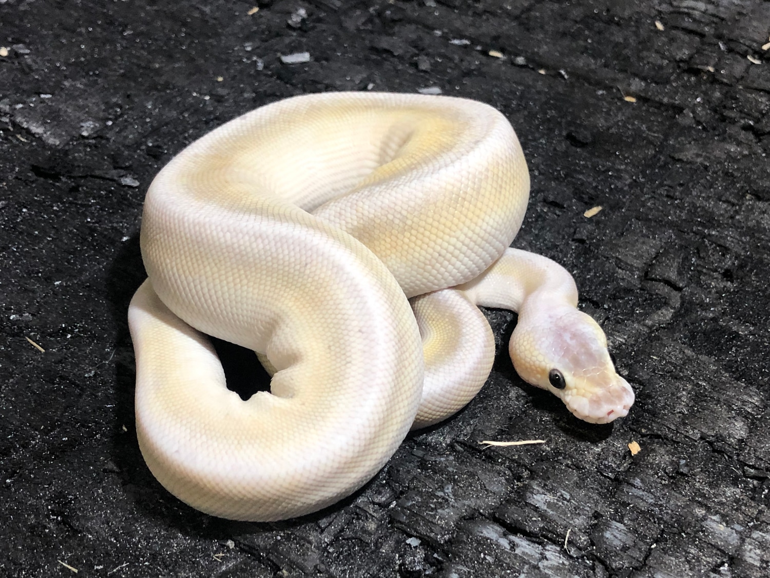 Cinnamon Lesser Huffman Pastel Ball Python by Safari Pets - MorphMarket
