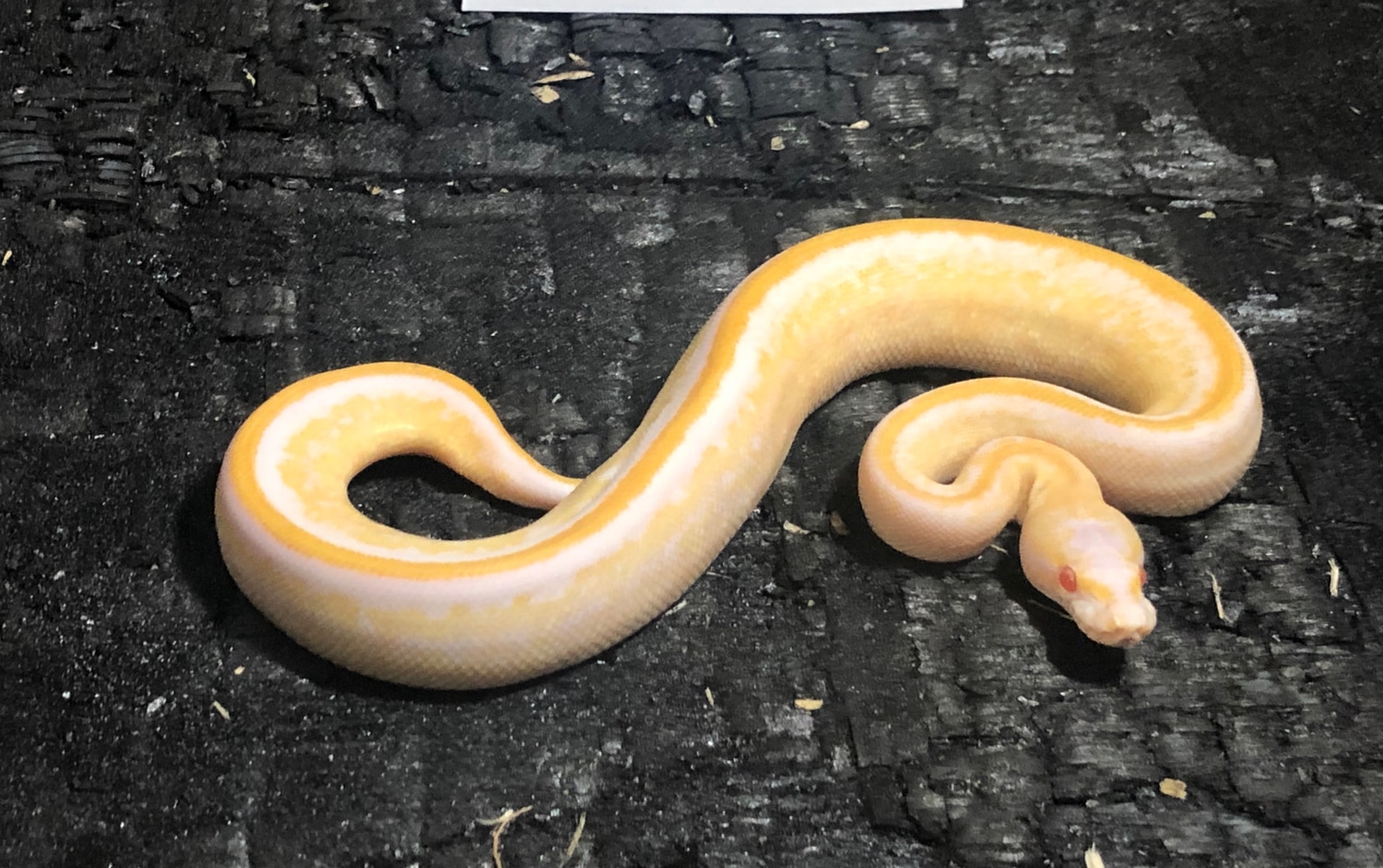 Albino Suma Ball Python by Safari Pets - MorphMarket